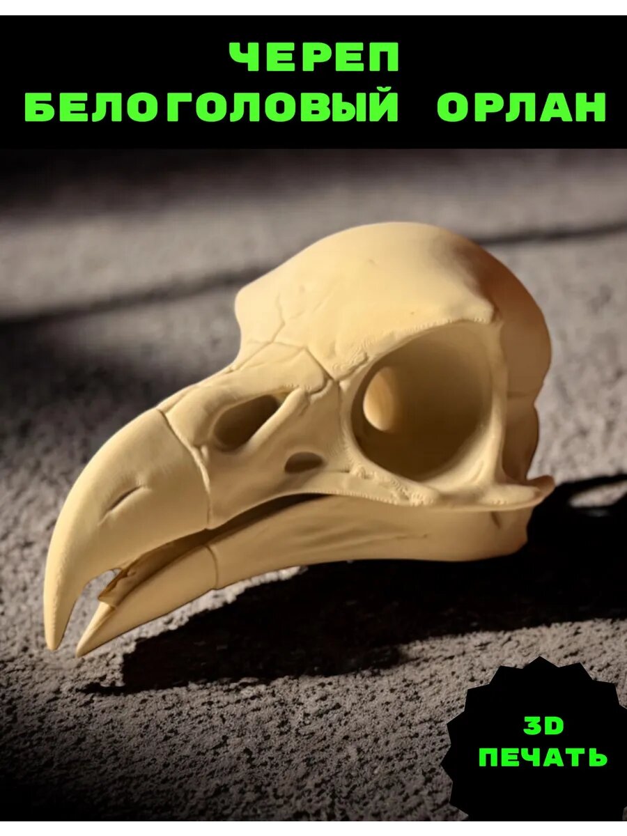 Фигурка Череп Белоголовый Орлан цвет кость 3D печать готическая