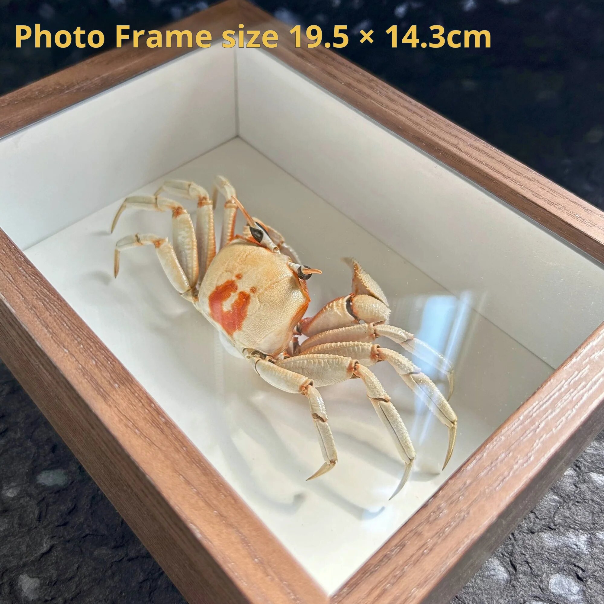 Готовая коллекция крабов Photo Frame box