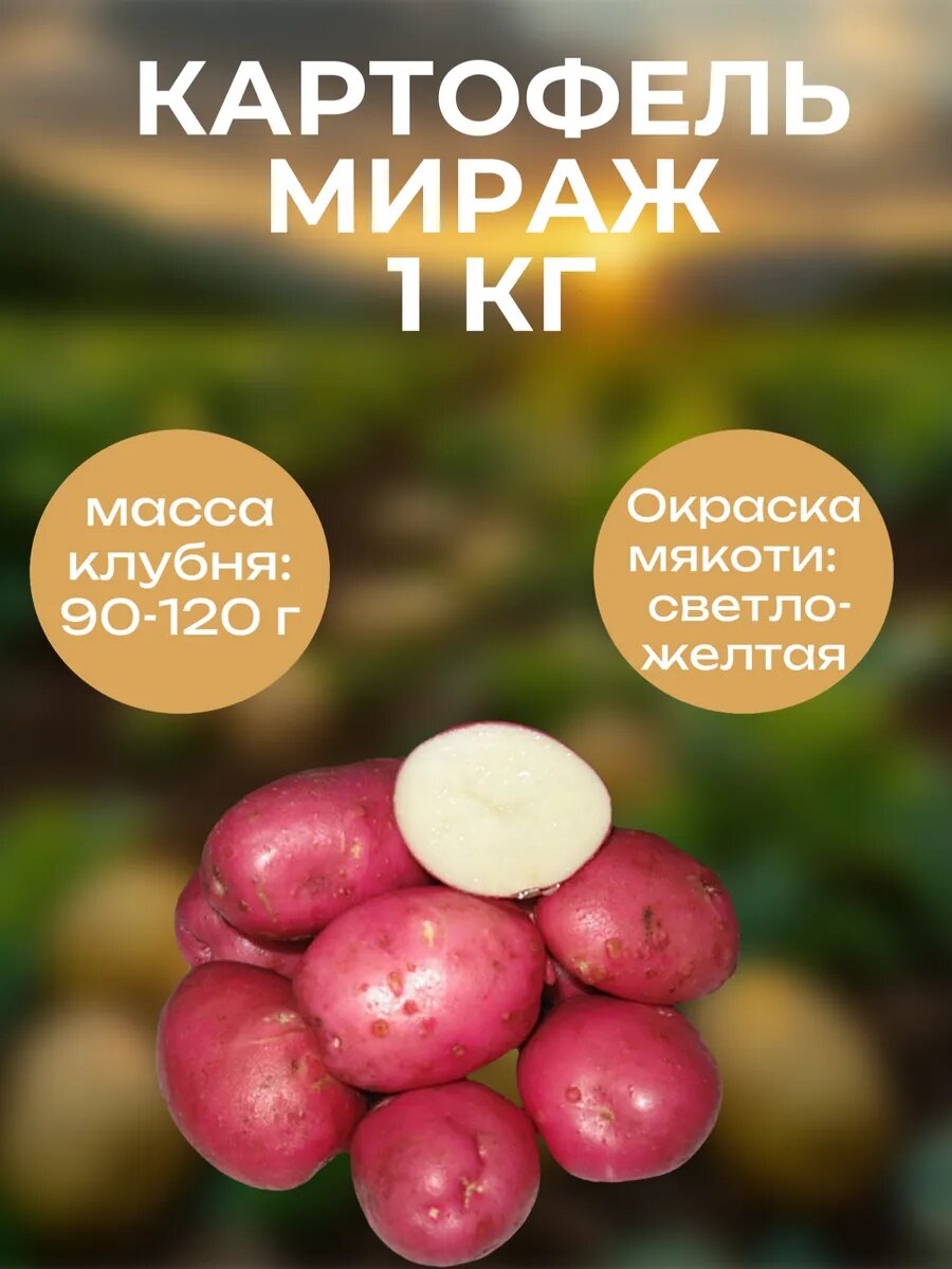 Картофель семенной Мираж, 1 кг