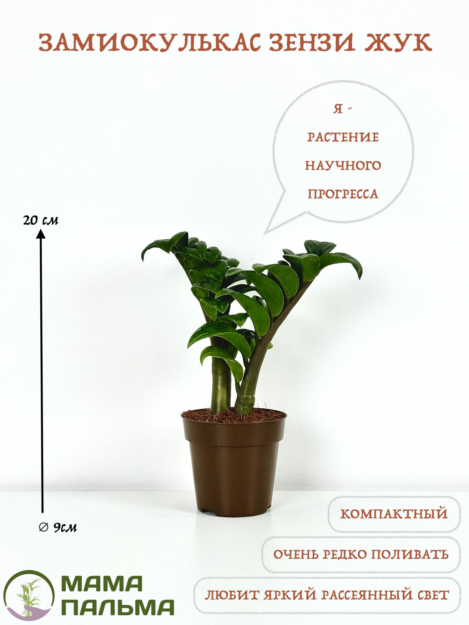 Замиокулькас живой Зензи Жук в горшке D9 высота 20 см