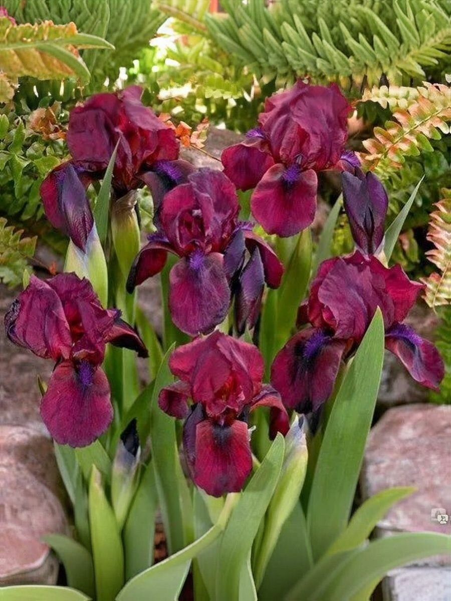 Ирис карликовый Черри Гарден - Iris pumila Cherry Garden (корневище для посадки 1 шт) / клубни, делёнки многолетних растений, корни / для дачи, сада, дома и балкон