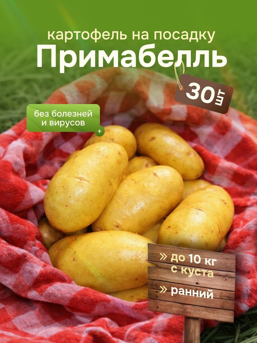 Семенной картофель на посадку Примабелль 30 шт (ранний)