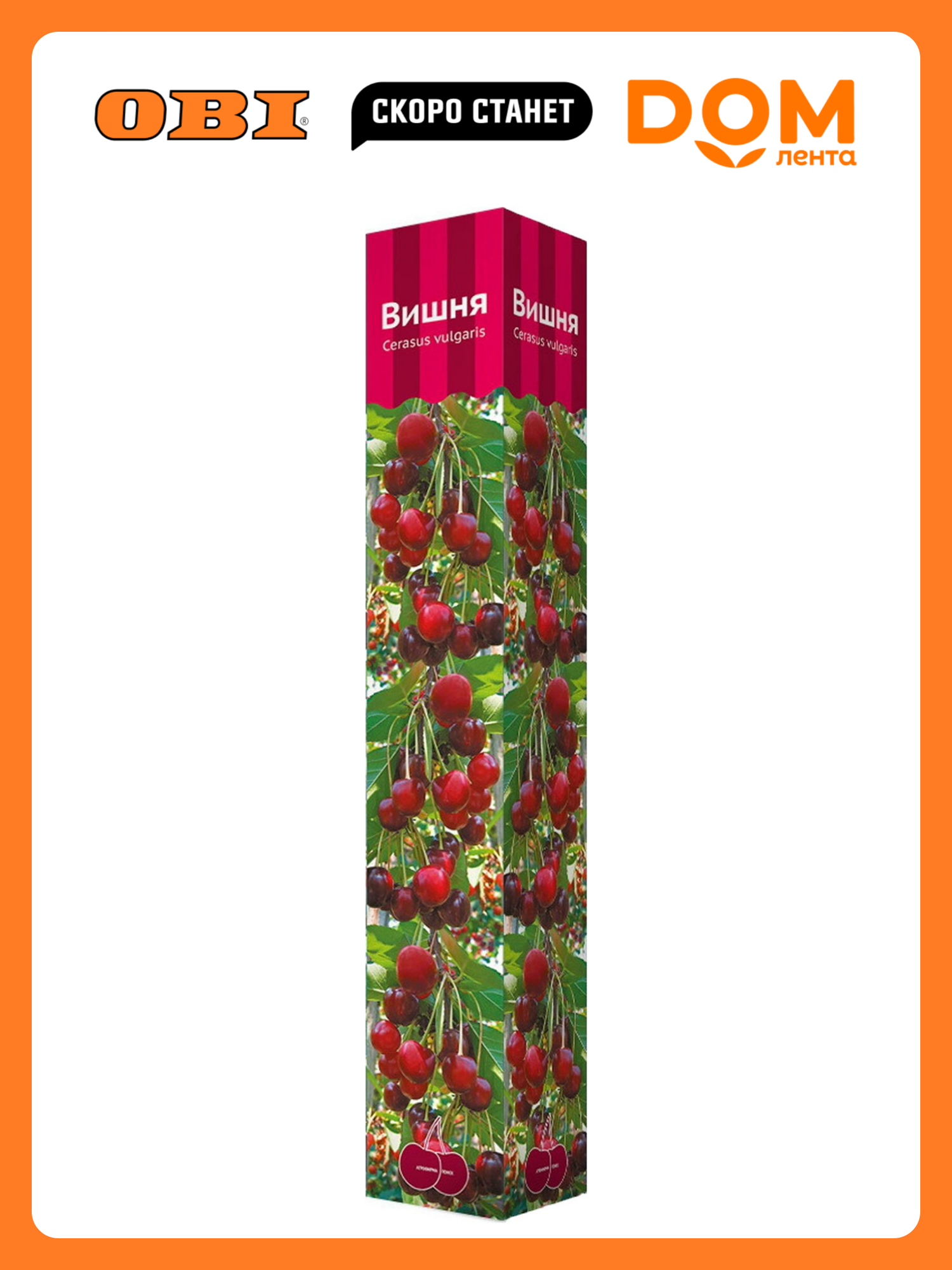 Растение Вишня поиск С1 Н60 в ассортименте