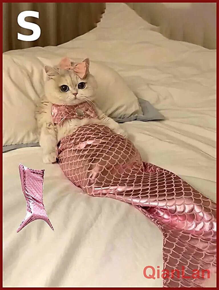 Костюм Для Кота Смешной