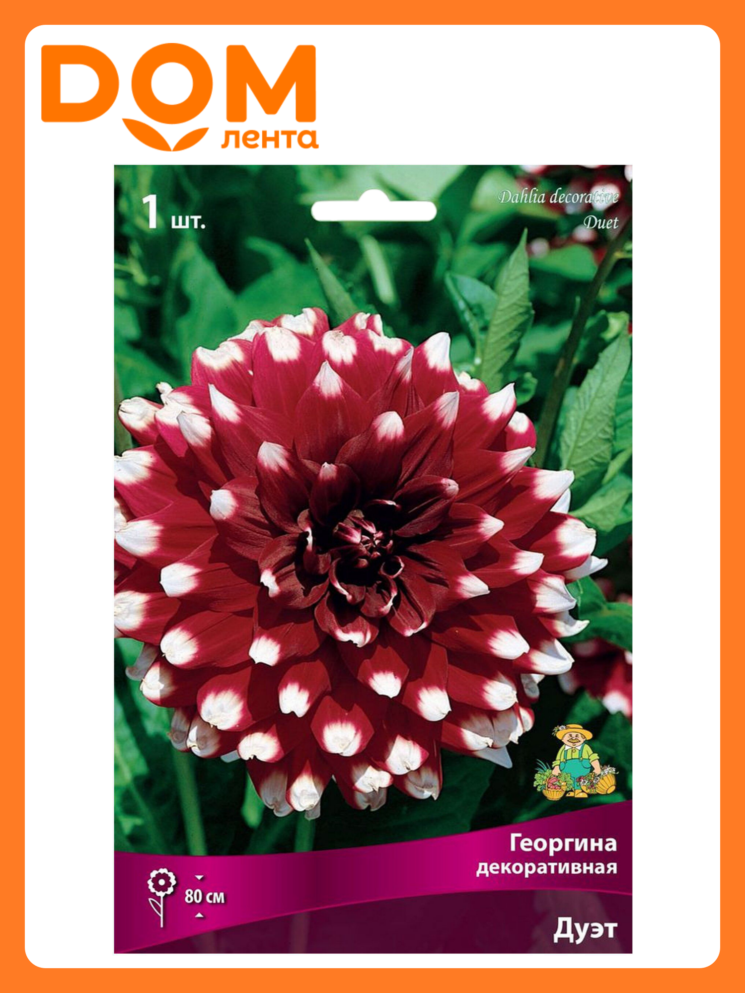 Клубень Георгины поиск Дуэт