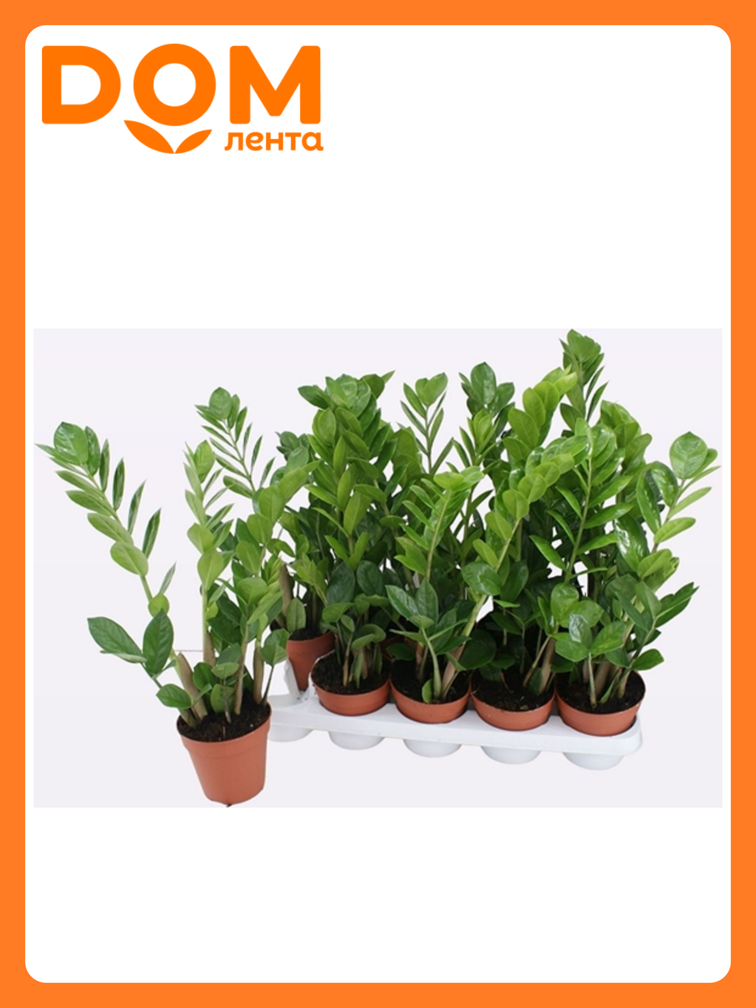 Растение Замиокулкас, декоративно-лиственное, высота 50 см, диаметр горшка 12 см