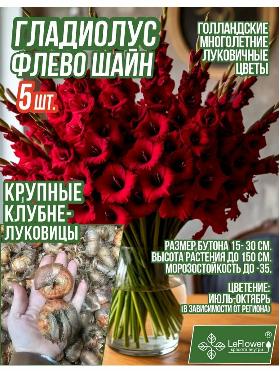 Гладиолус Луковица, Флево Шайн, крупные, 5шт