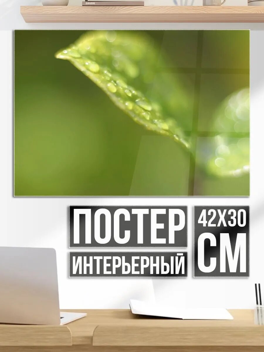 Плакат постер Капли на листе