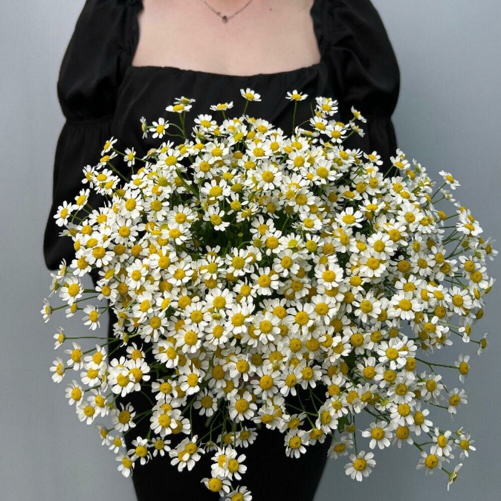 Букет ромашек, полевые цветы 9 шт PROTEA- Студия Цветов