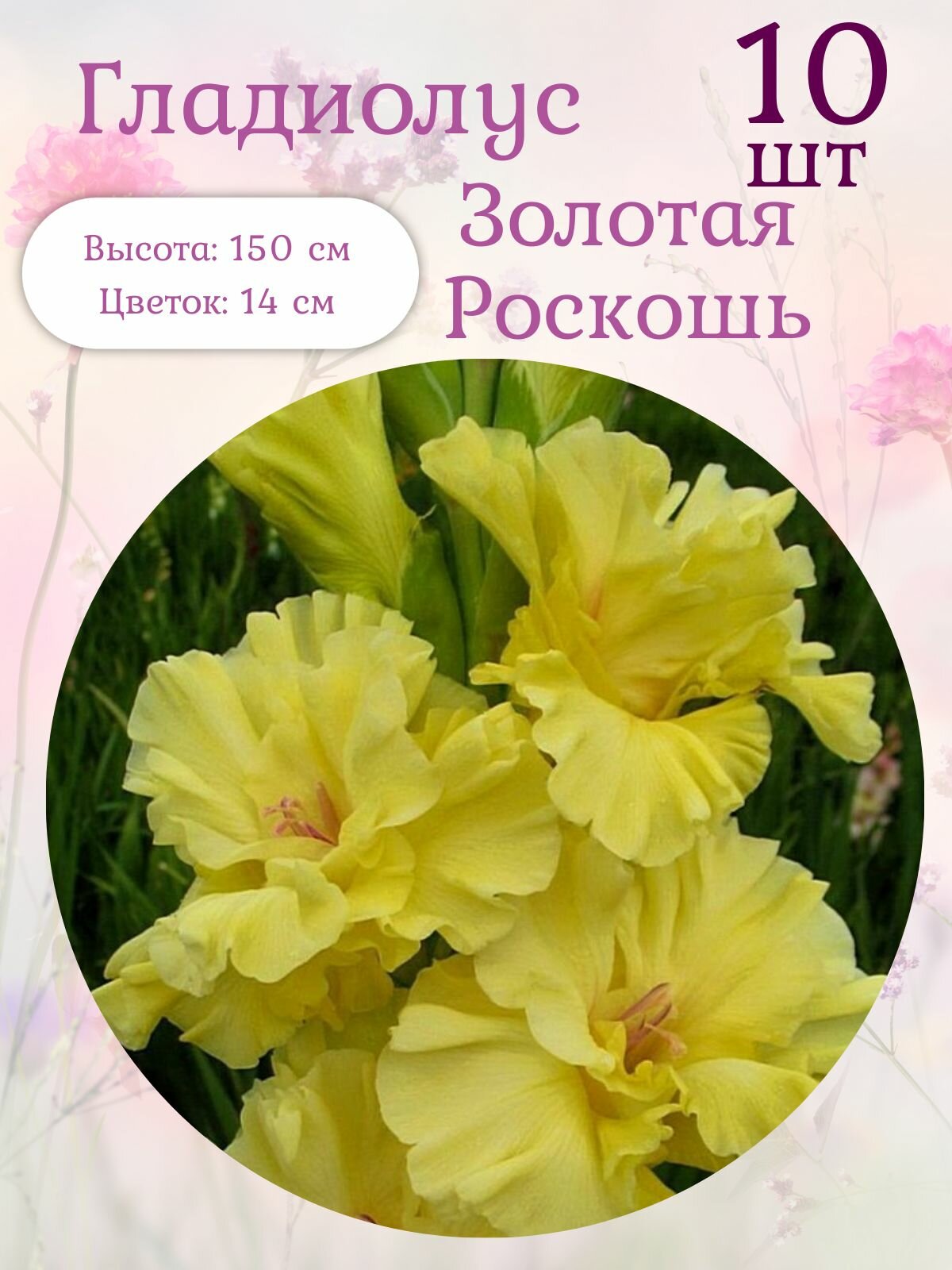 Гладиолус крупноцветковый, многолетние цветы, луковицы 10 шт.