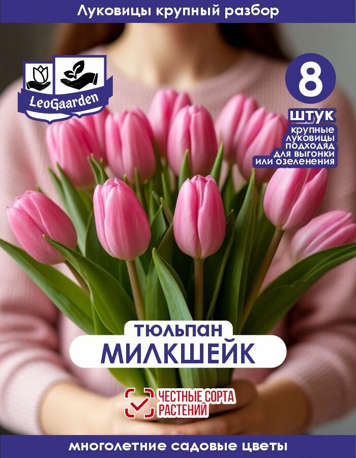 Тюльпан Луковица, Милкшейк, 8 шт крупные