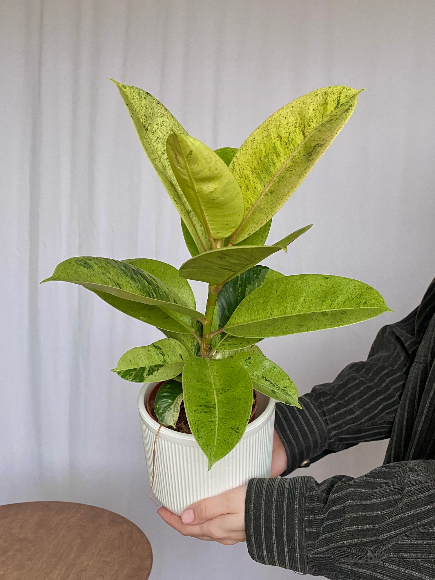 Фикус Эластика "Муншайн", высота от пола 45 см, яркое живое растение