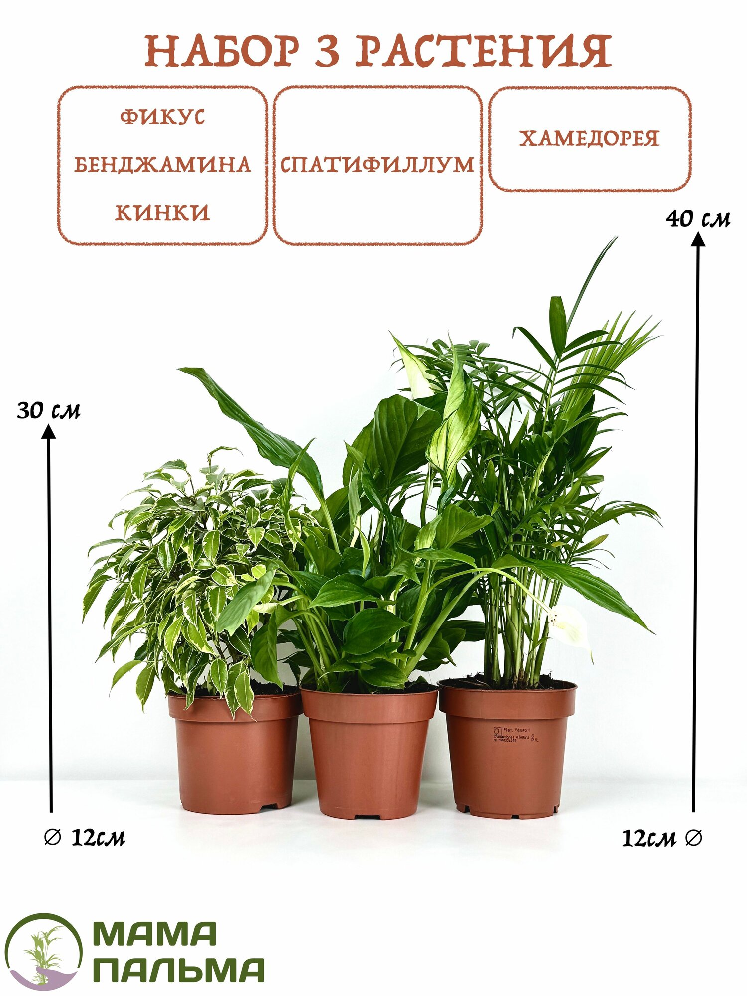 Набор 3 растения Спатифиллум Пальма Хамедорея Фикус Бенджамина Кинки в горшке D12 (живые растения)
