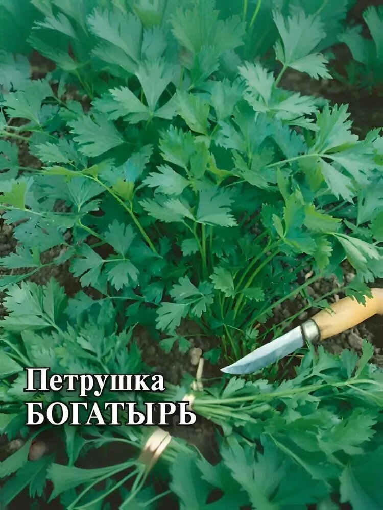Петрушка Листовая Богатырь 500 г (семена для посева)