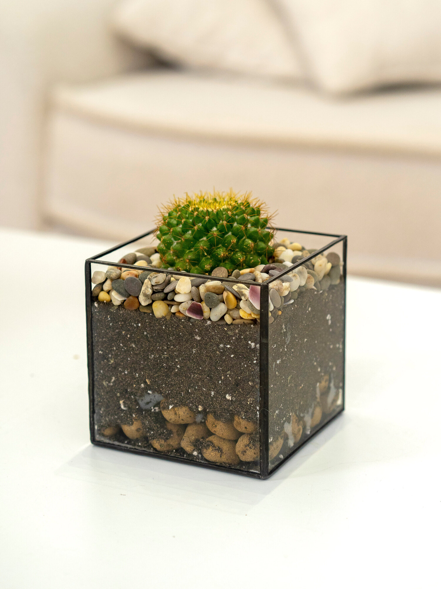 Geo Glass: Кактус живой в горшке , флорариум с живым кактусом , подарок , 20 см