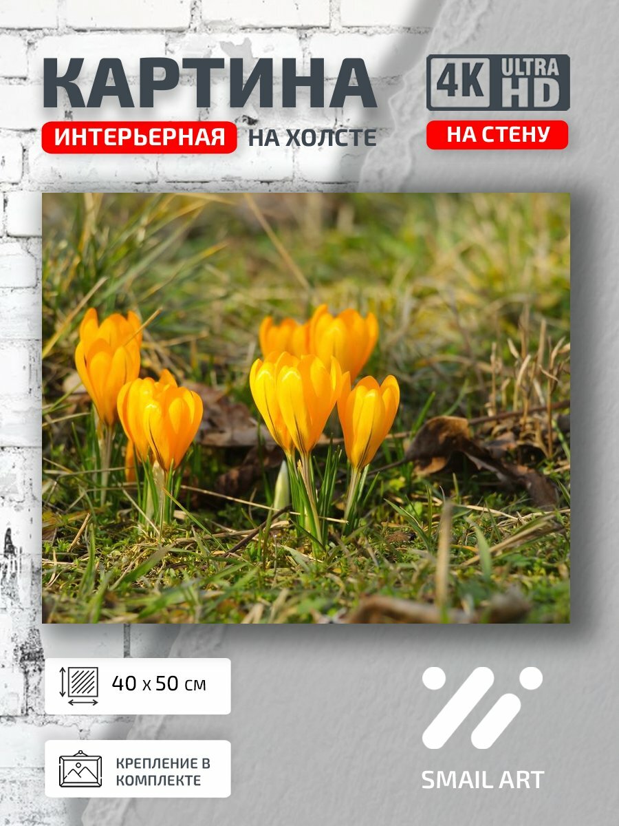 Картина на холсте интерьерная 40 на 50 на стену Трава Mood для студии атмосфера интерьер