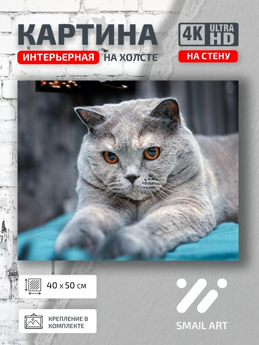 Картина на холсте интерьерная 40 на 50 на стену Серый Animal для детской animal style декор