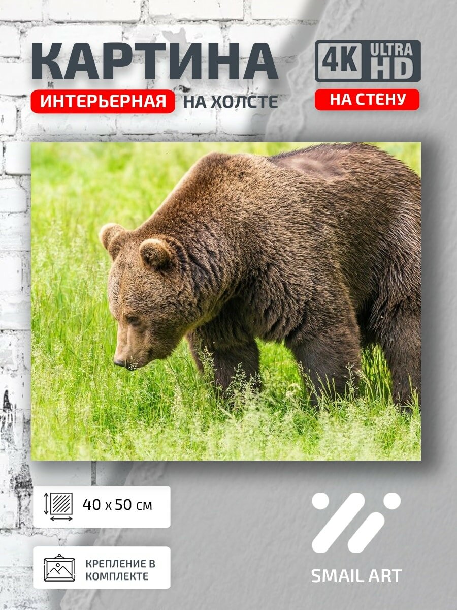 Картина на холсте интерьерная 40 на 50 на стену трава медведь для гостиной атмосфера