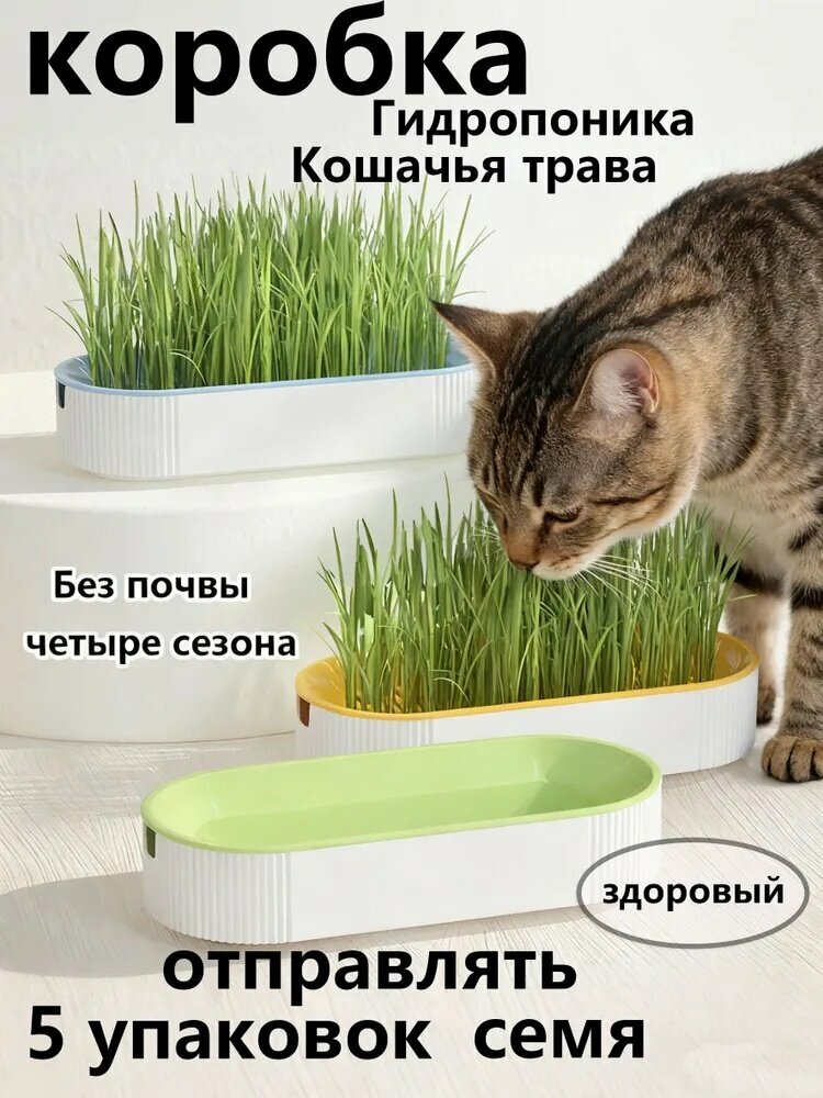 Клетка для кошек Кошка Трава Плантатора Коробки / 5 пакетиков семян