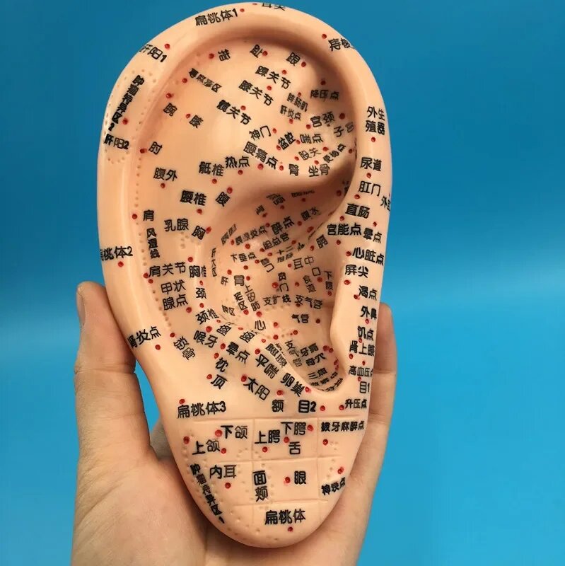 Модель акупунктуры уха 16 см