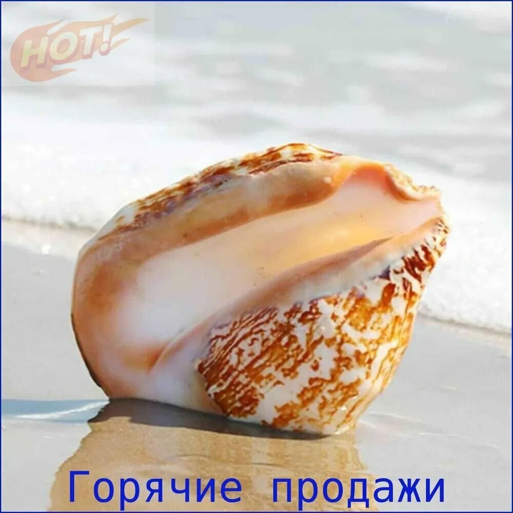 Ракушка морская, натуральная Стромбус Латиссимус 15-16см/декорация для аквариума