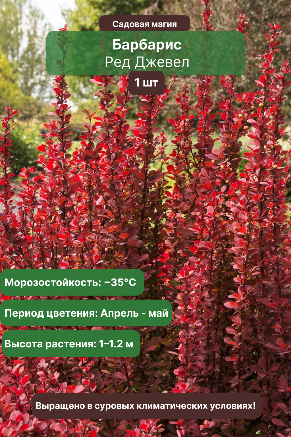 Барбарис Ред Джевел (Berberis Red Jewel) / морозостойкий сорт