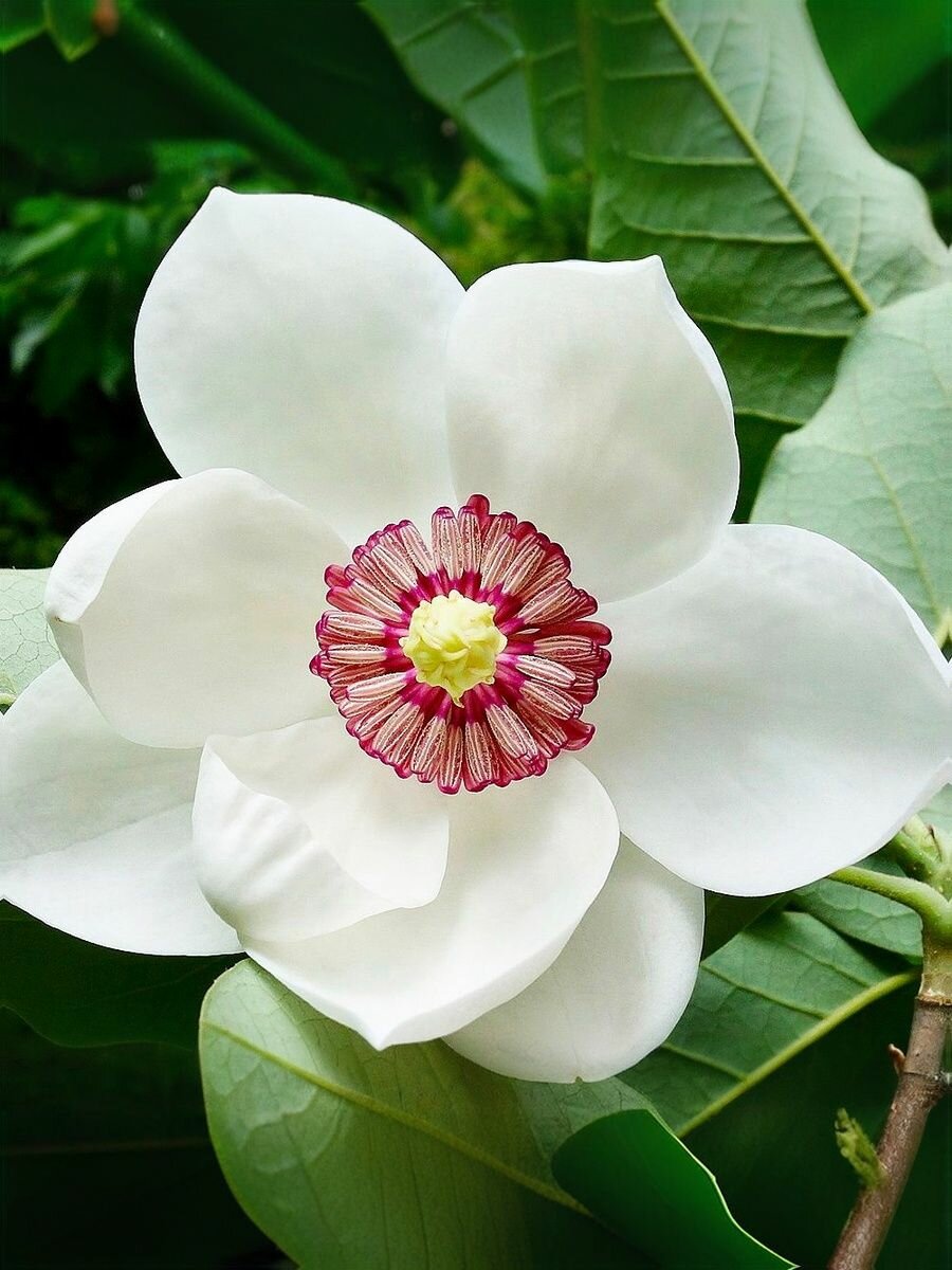 Магнолия Крупноцветковая Ливадия, Семена, 5 шт