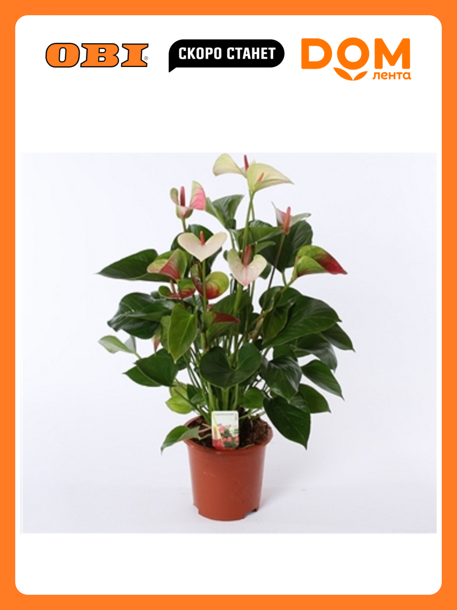 Антуриум Мистик, декоративно-цветущий, высота 55 см, горшок 17 см