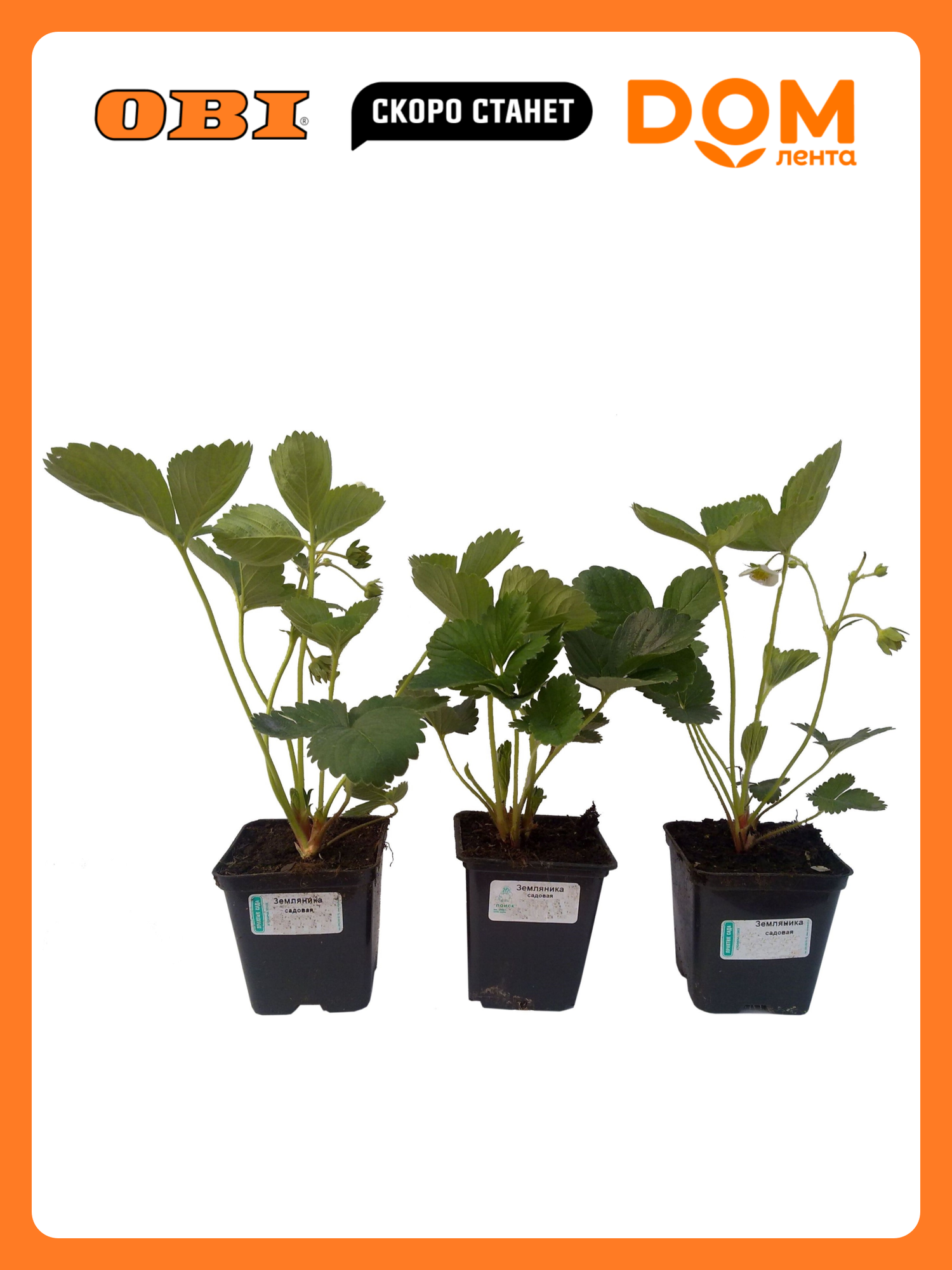 Растение Земляника российские сорта поиск Р9