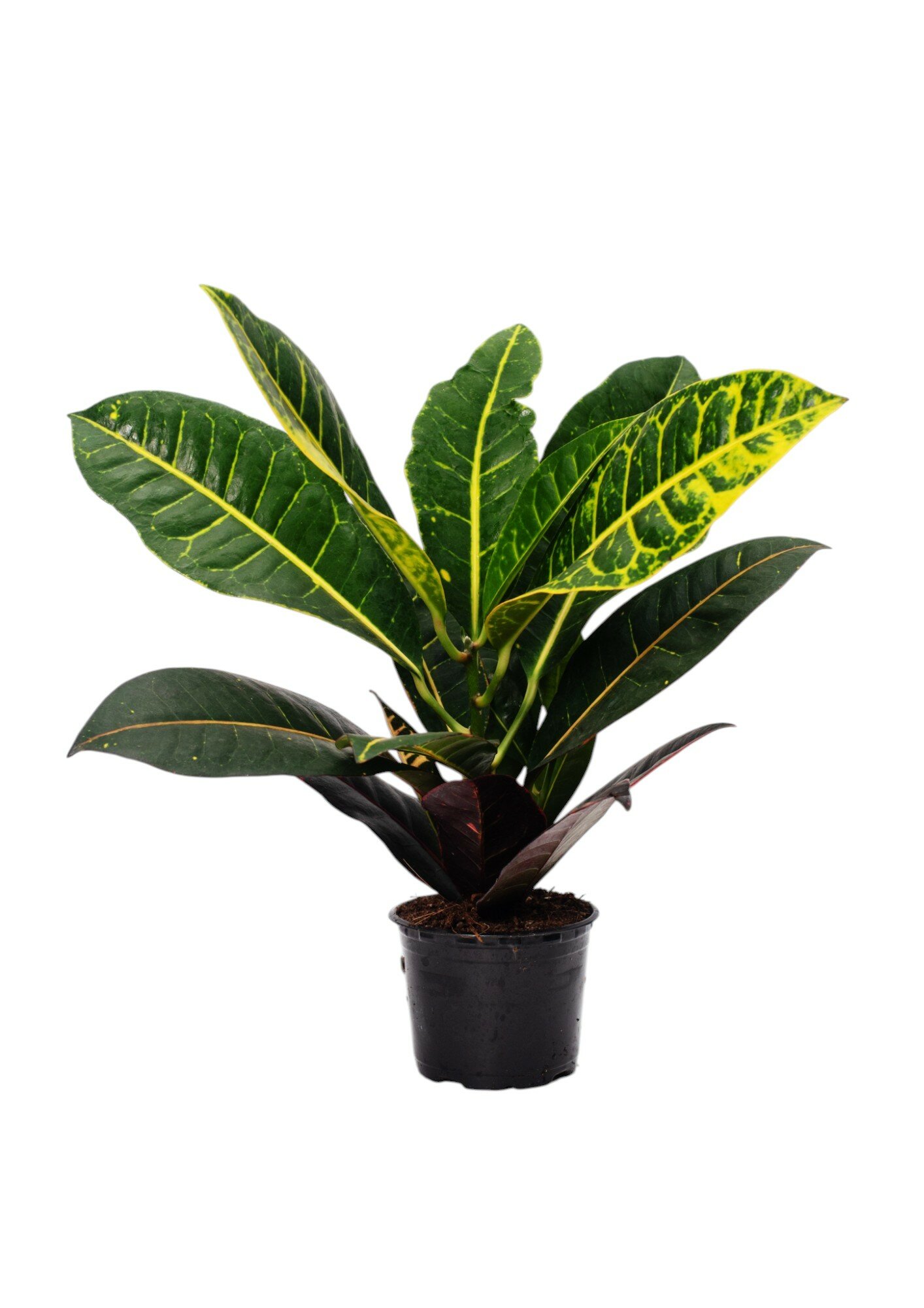 Кодиеум D10,5 (микс)