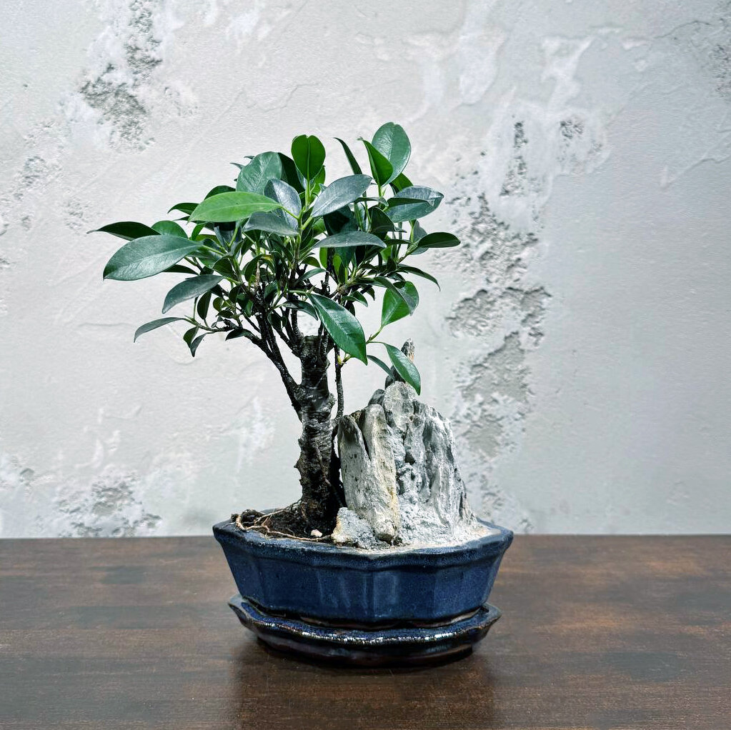 Бонсай Фикус Баньян со скалой в плошке лодочке "Искусство Бонсай"