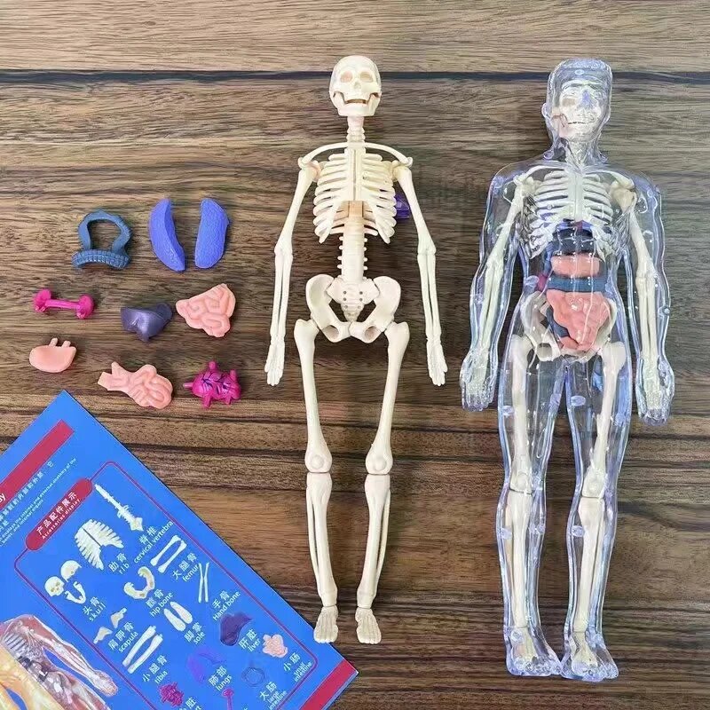 3D модель скелета человека с органами, Цвет: B bag