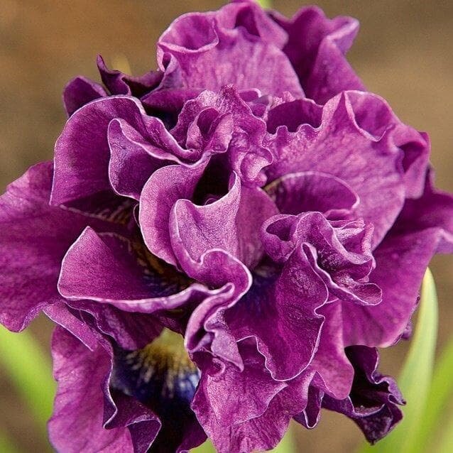 Ирис Бандл оф Джой (1 корневище в пакете с торфом), Нидерланды