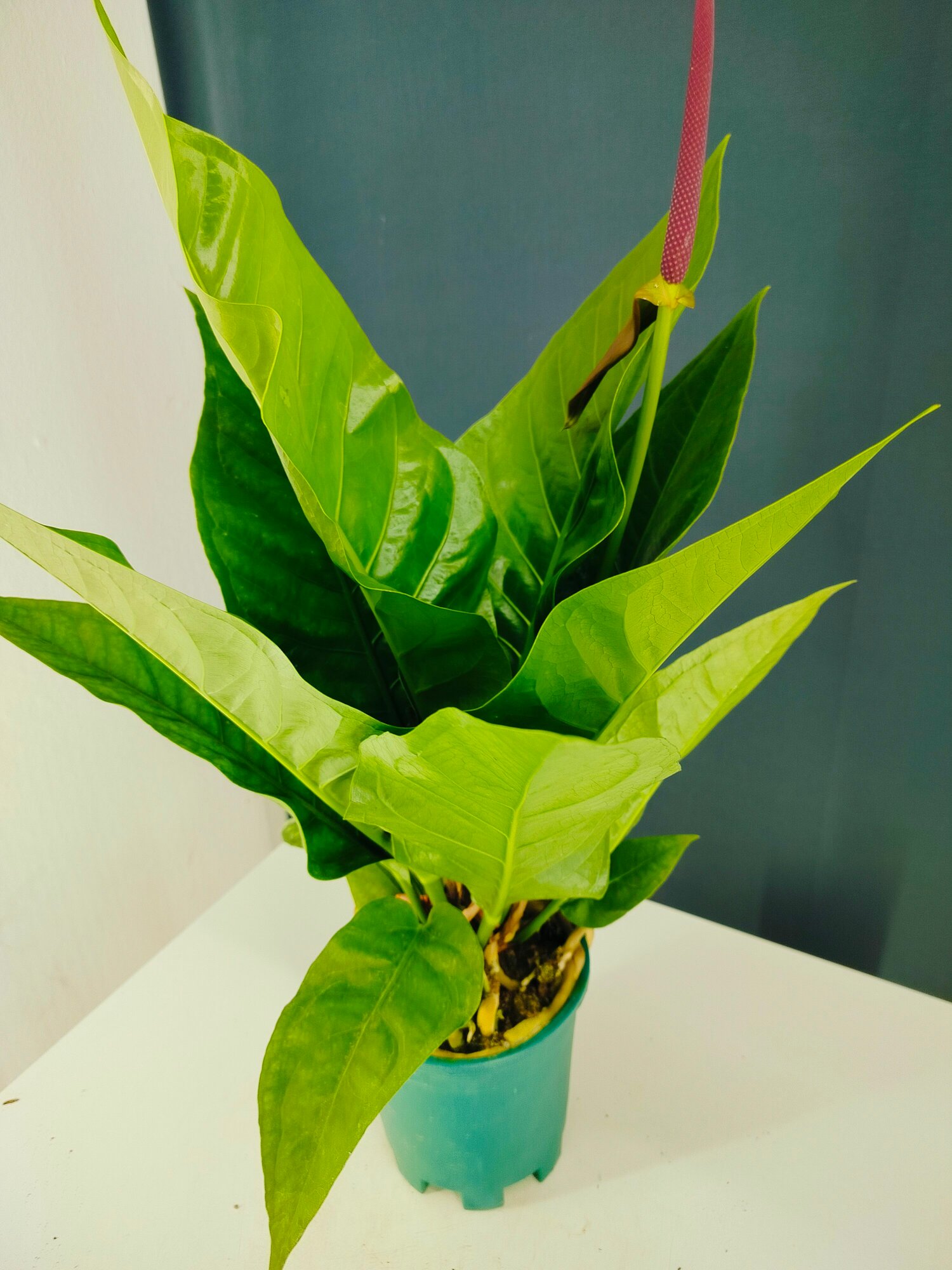 Антуриум Рефлексинервиум в горшке