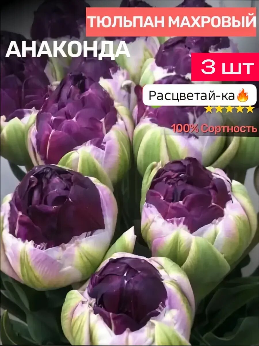 Луковица тюльпанов анаконда морозостойкая.