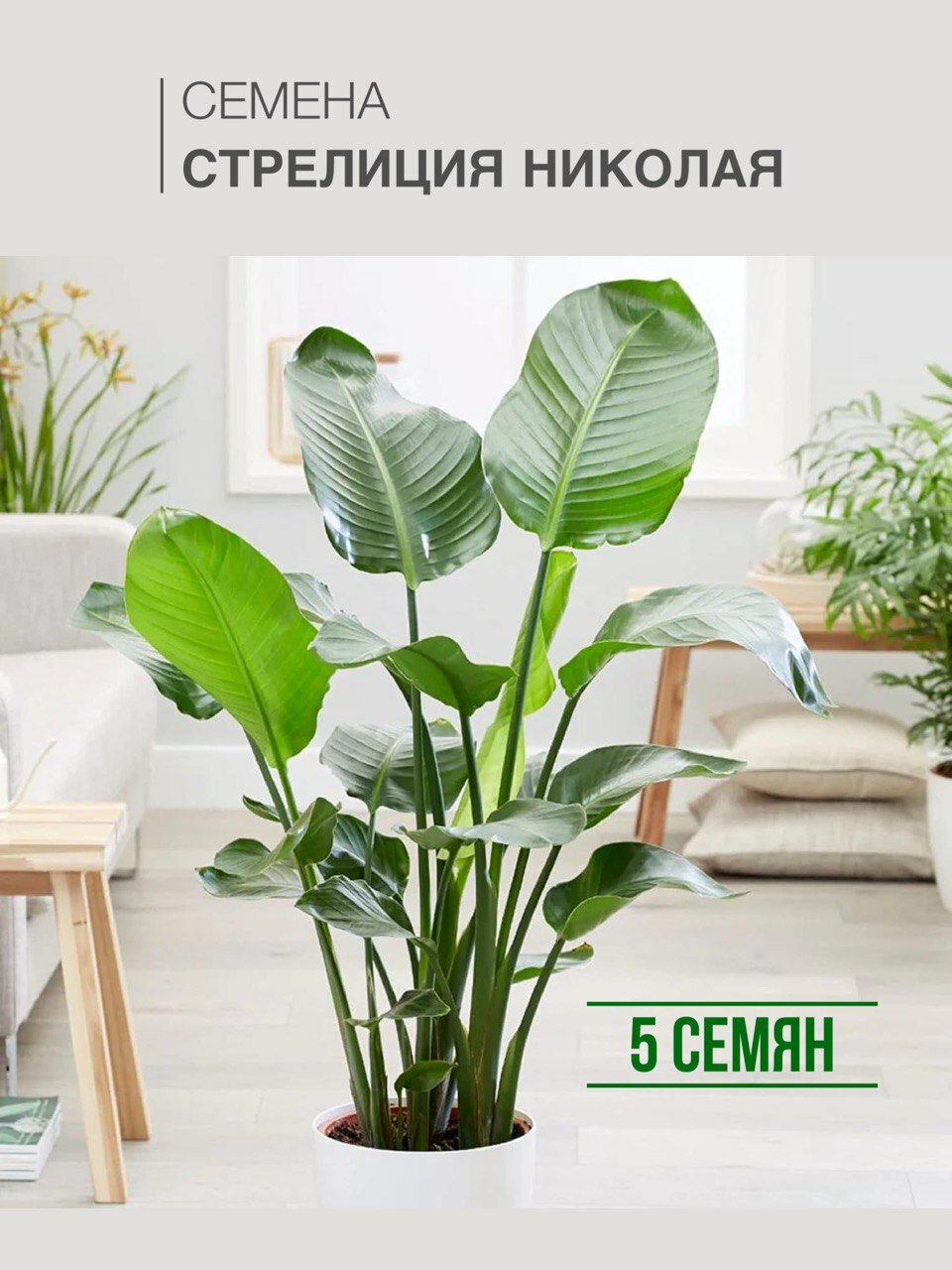 Семена Стрелиция Николая 5шт. (Strelitzia nicolai, Cтрелитция) семена Стрелиция семена цветов