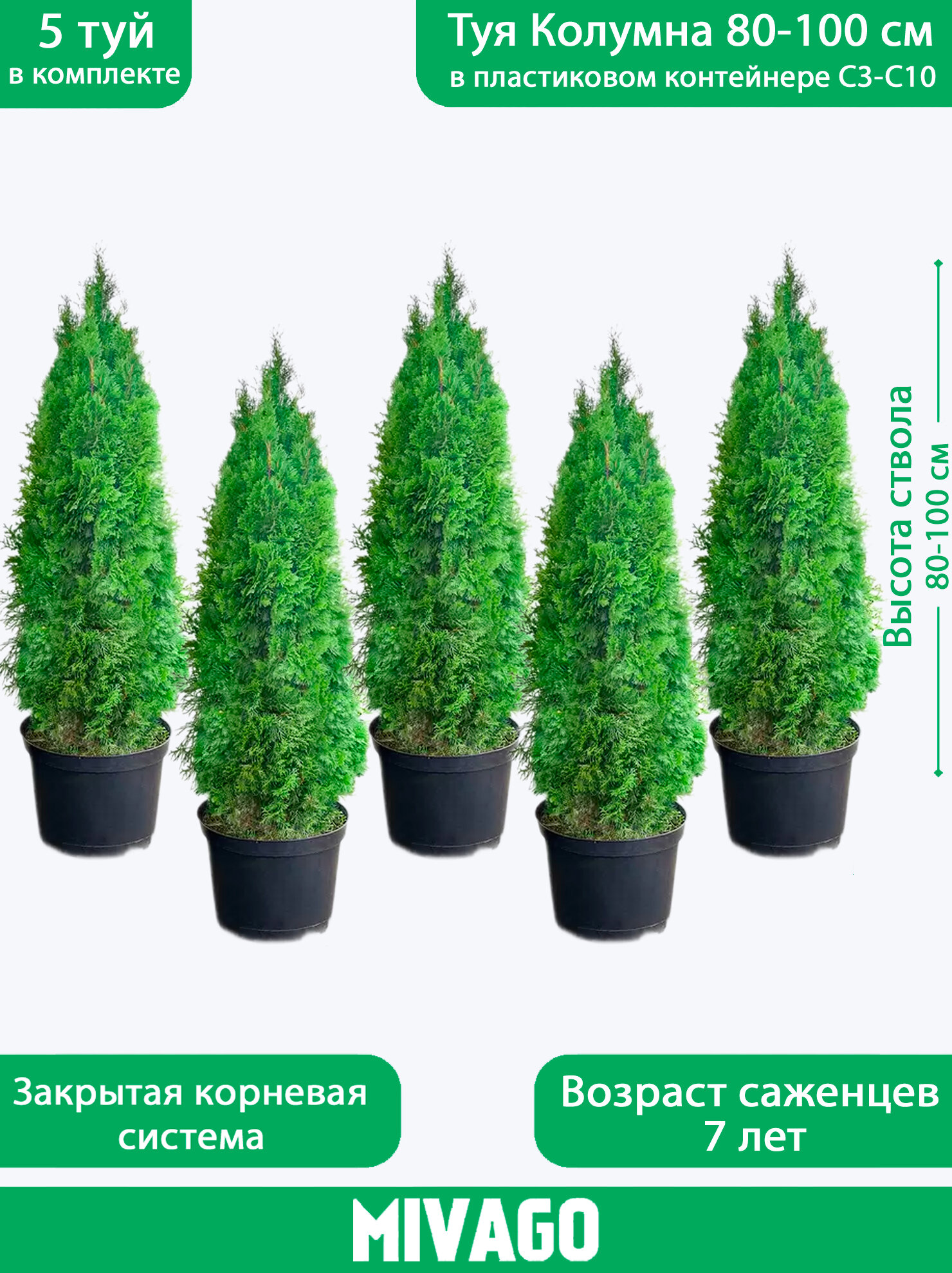 Туя западная Колумна высота ствола 80-100 см, контейнер 3-10 л. - 5 саженцев