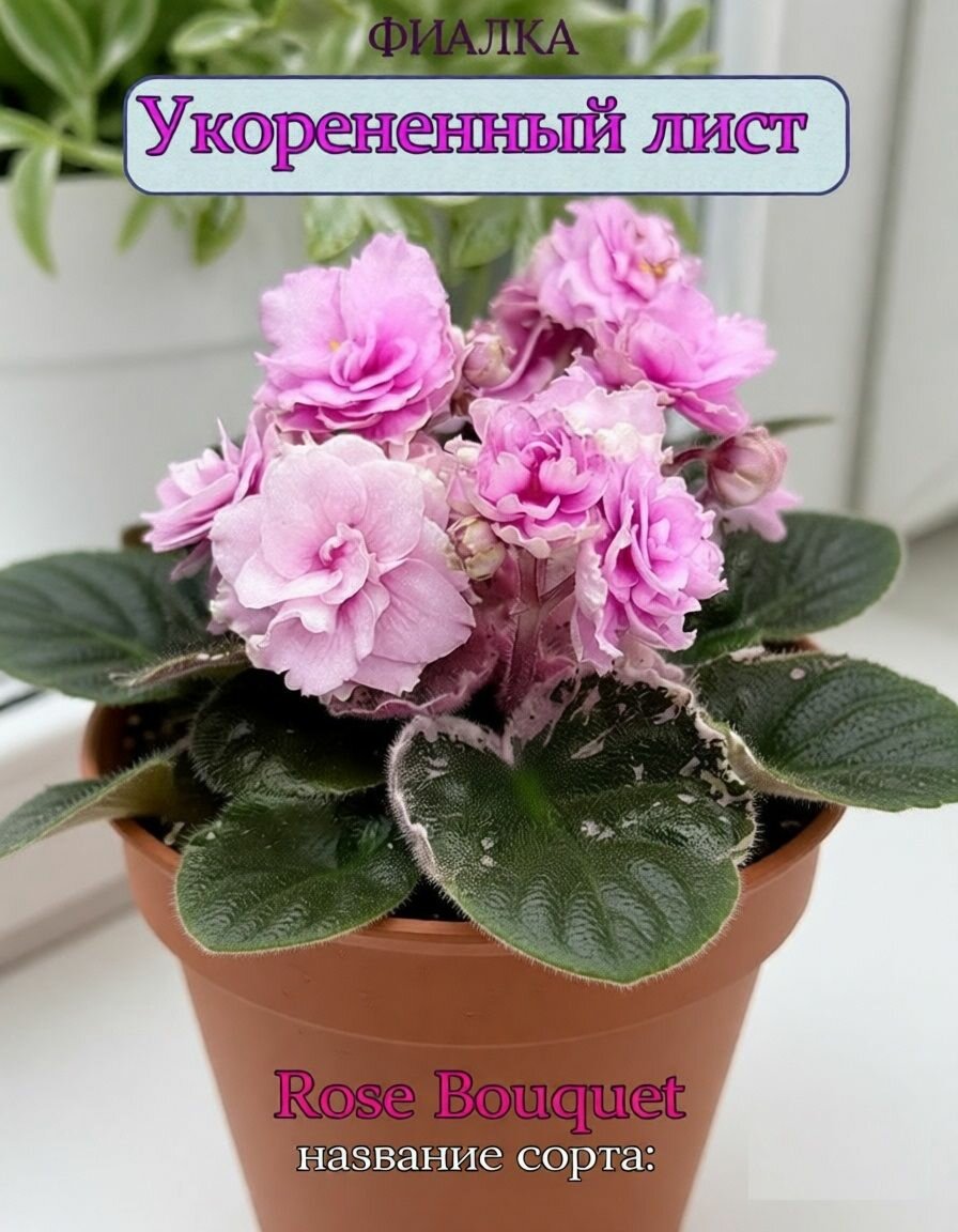 Фиалка живая комнатная сорт Rose Bouquet (укорененный лист)
