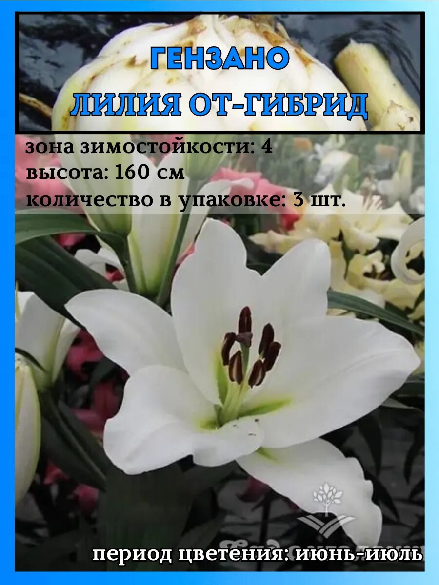 Лилия от-гибрид, луковицы 3 штуки