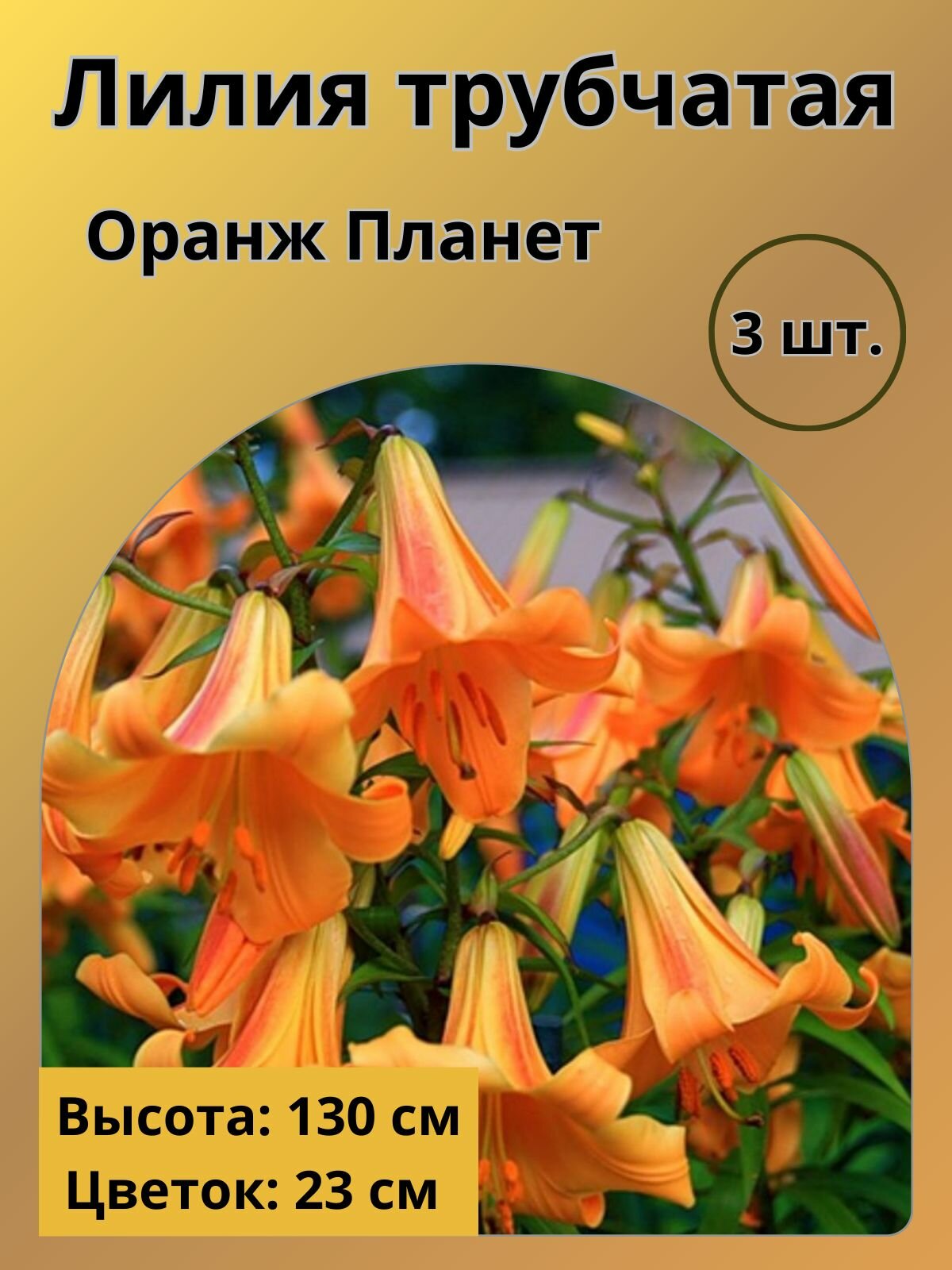 Лилия трубчатая Оранж Планет