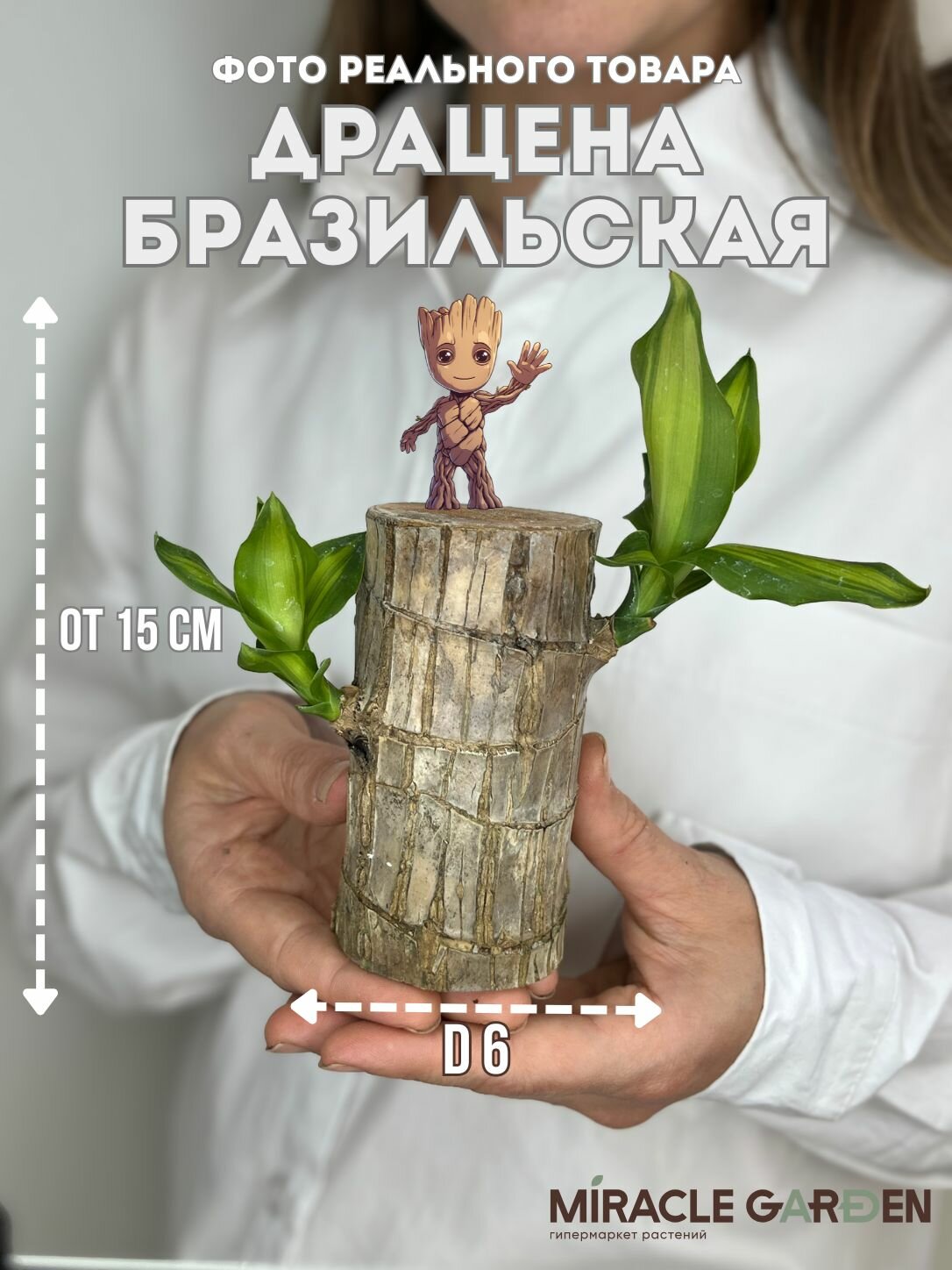Драцена растение живое Пень (Дерево счастья Бразильское) D6 Fragrans без корней