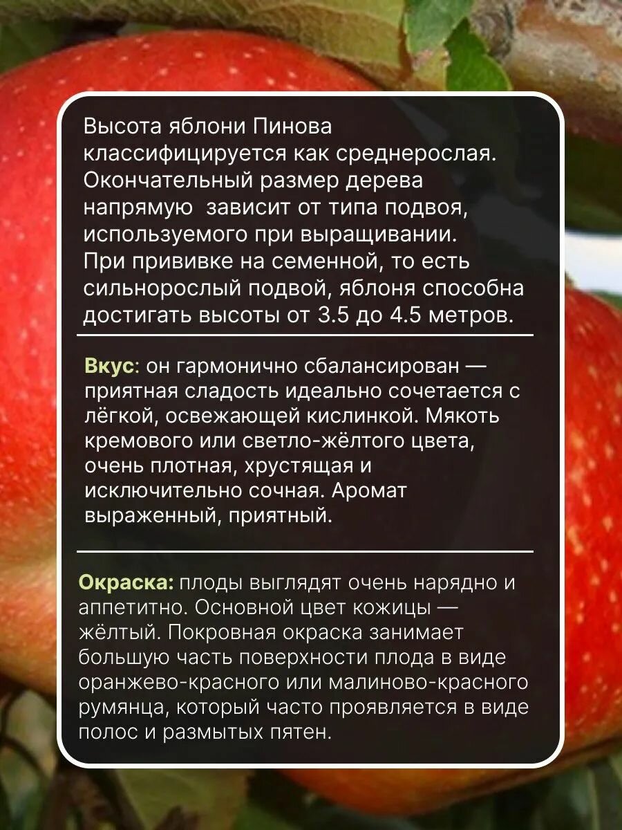 Яблоня "Пинова" — фото 1