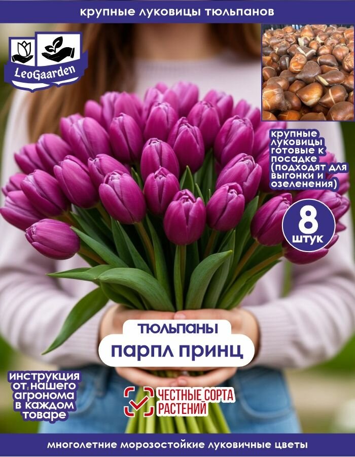 Тюльпан Луковица, Парпл Принц, 8 шт крупные