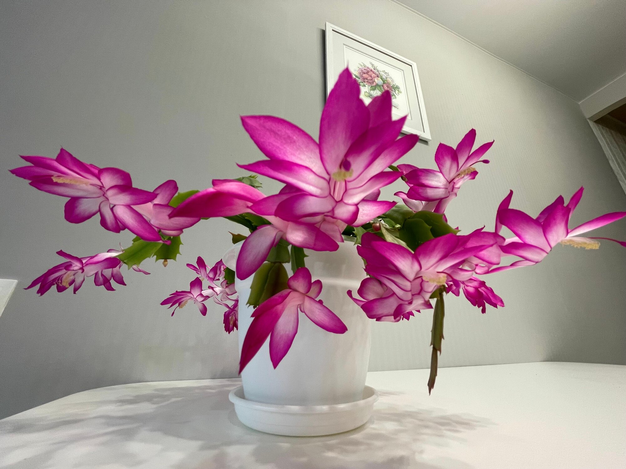 Декабрист бело-розовый 2 среза