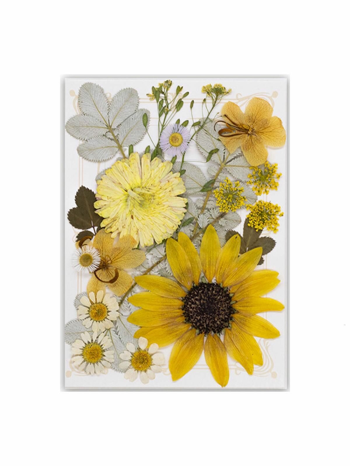 Стабилизированныецветы, Материал Для Гербария Из Настоящих Цветов-Серия Tumi Type C