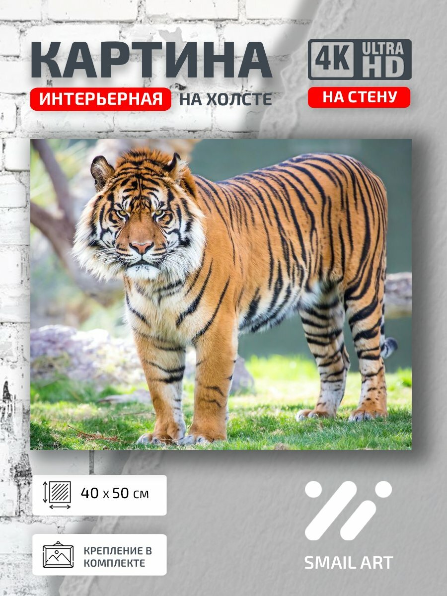 Картина на холсте интерьерная 40 на 50 на стену Тигр tiger для кабинета пейзаж интерьер