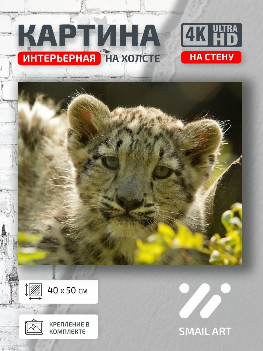 Картина на холсте интерьерная 40 на 50 на стену Кошка Animal для детской animal style декор