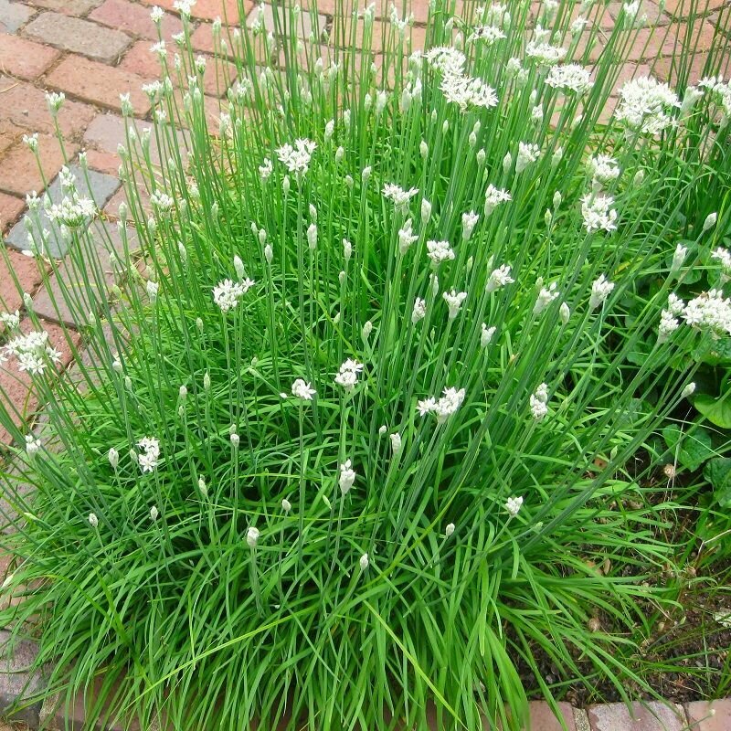 Коллекционные семена лука душистый Знахарь