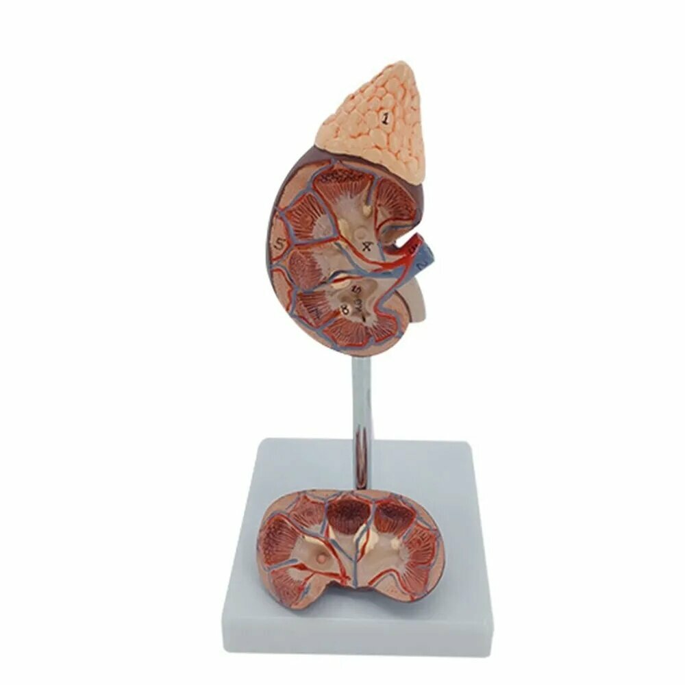 (1) Анатомическая модель почки человека - Естественная анатомия крупных почек