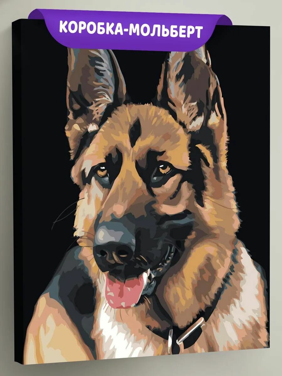 Картина по номерам на холсте с подрамником 40x50 "Собаки: Немецкая овчарка портрет", арт